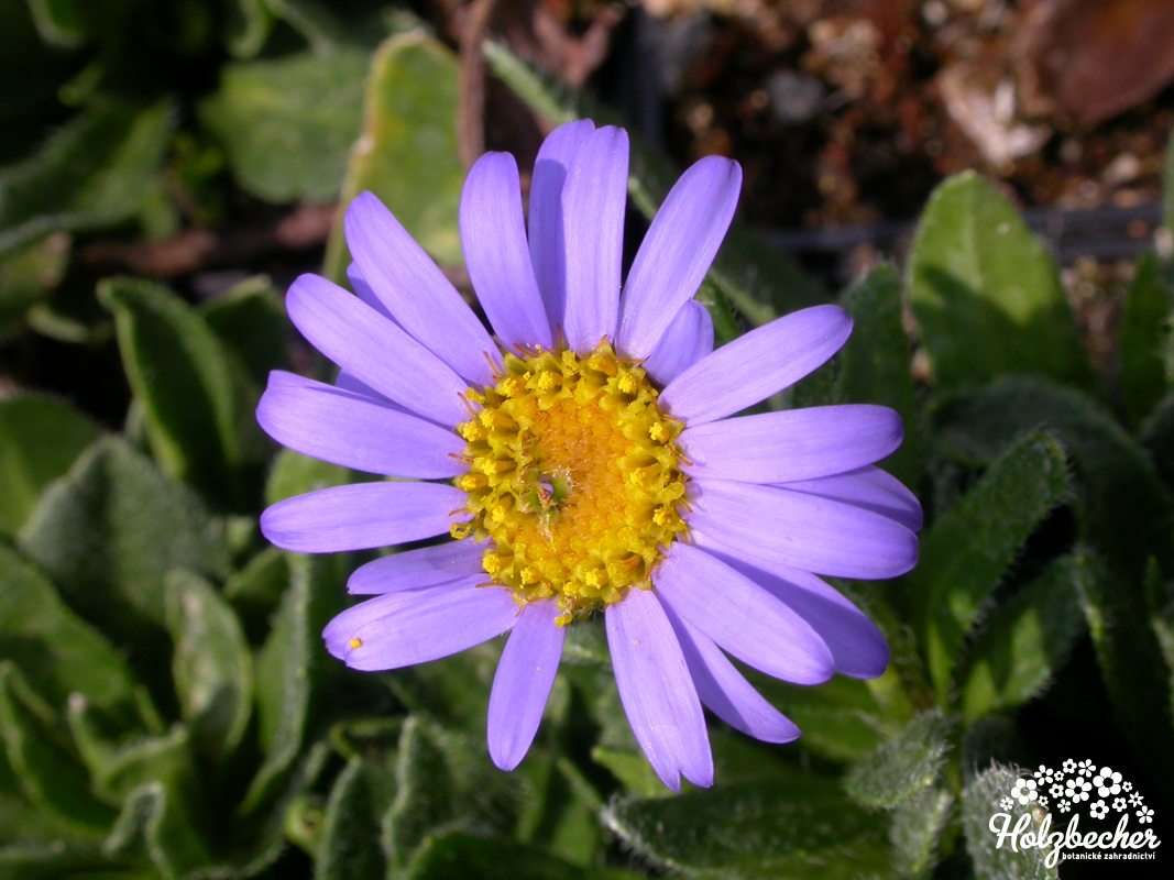 Aster natalensis - Botanické zahradnictví Holzbecher