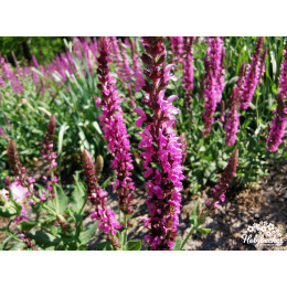 Salvia nemorosa ‘Pink Beauty’ - Botanické zahradnictví Holzbecher